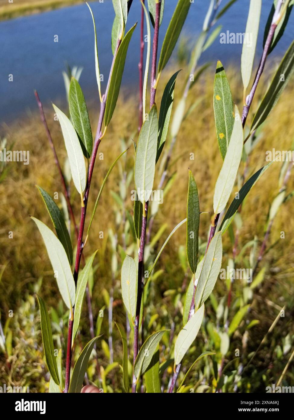red willow (Salix laevigata) Plantae Stock Photo - Alamy