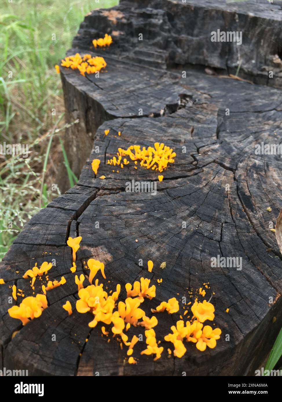 Fan shaped jelly fungi hi-res stock photography and images - Alamy