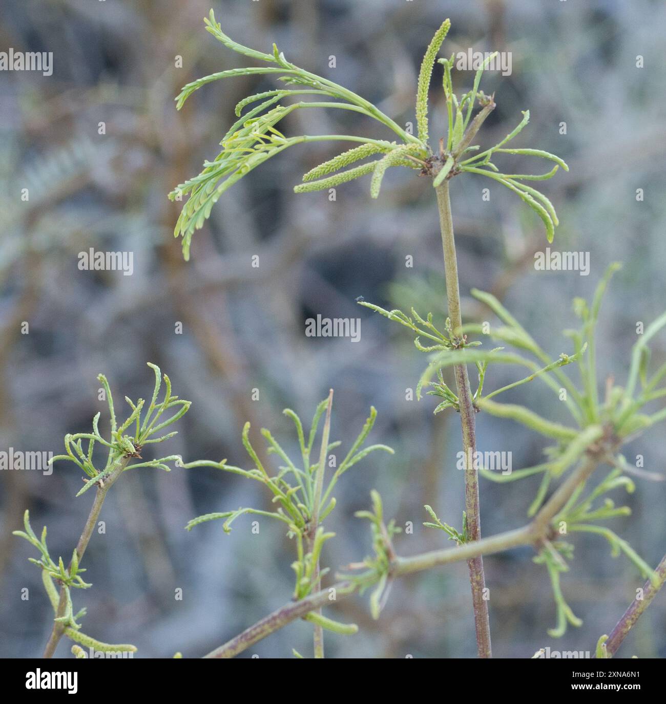 western honey mesquite (Neltuma odorata) Plantae Stock Photo - Alamy