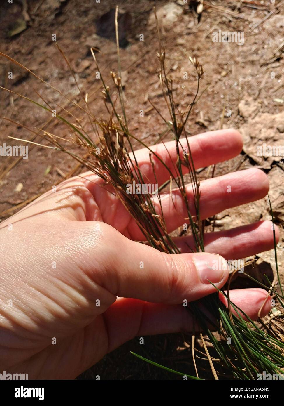 rushes (Juncus) Plantae Stock Photo - Alamy