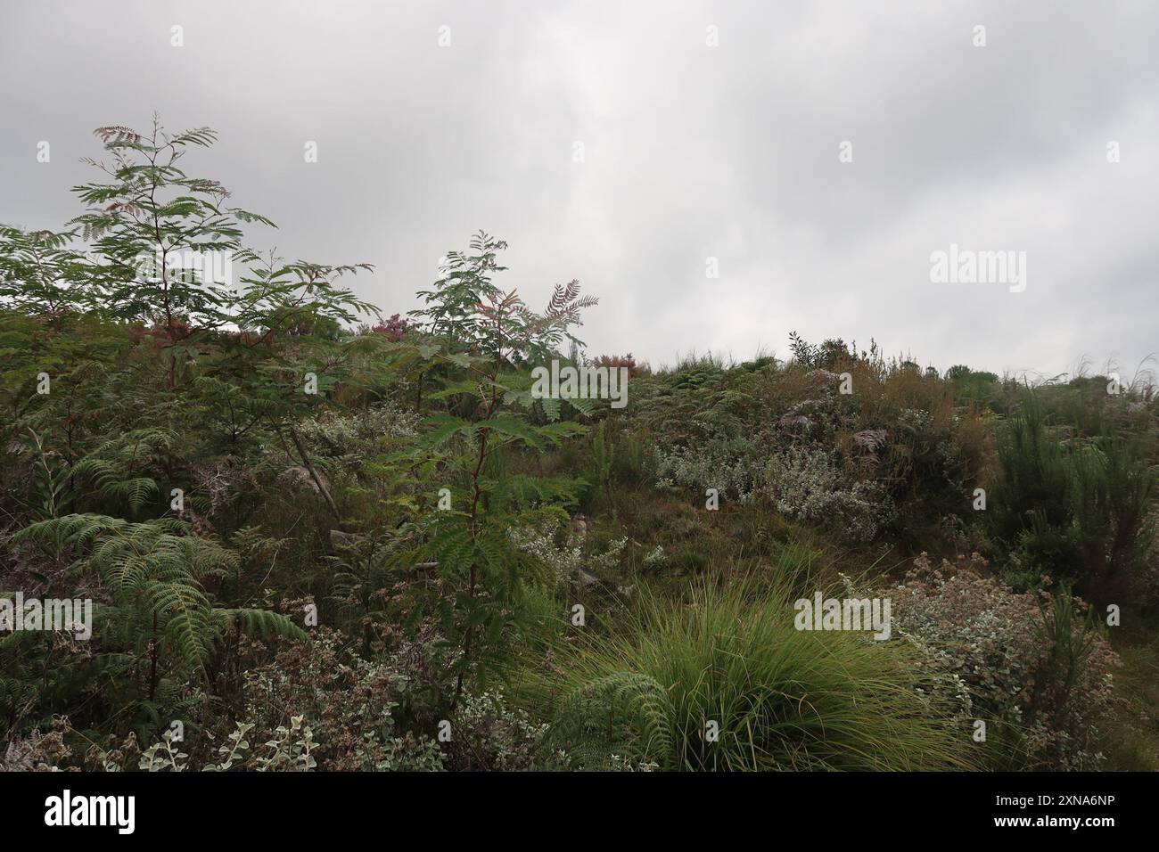 Cedar wattle (Acacia elata) Plantae Stock Photo - Alamy