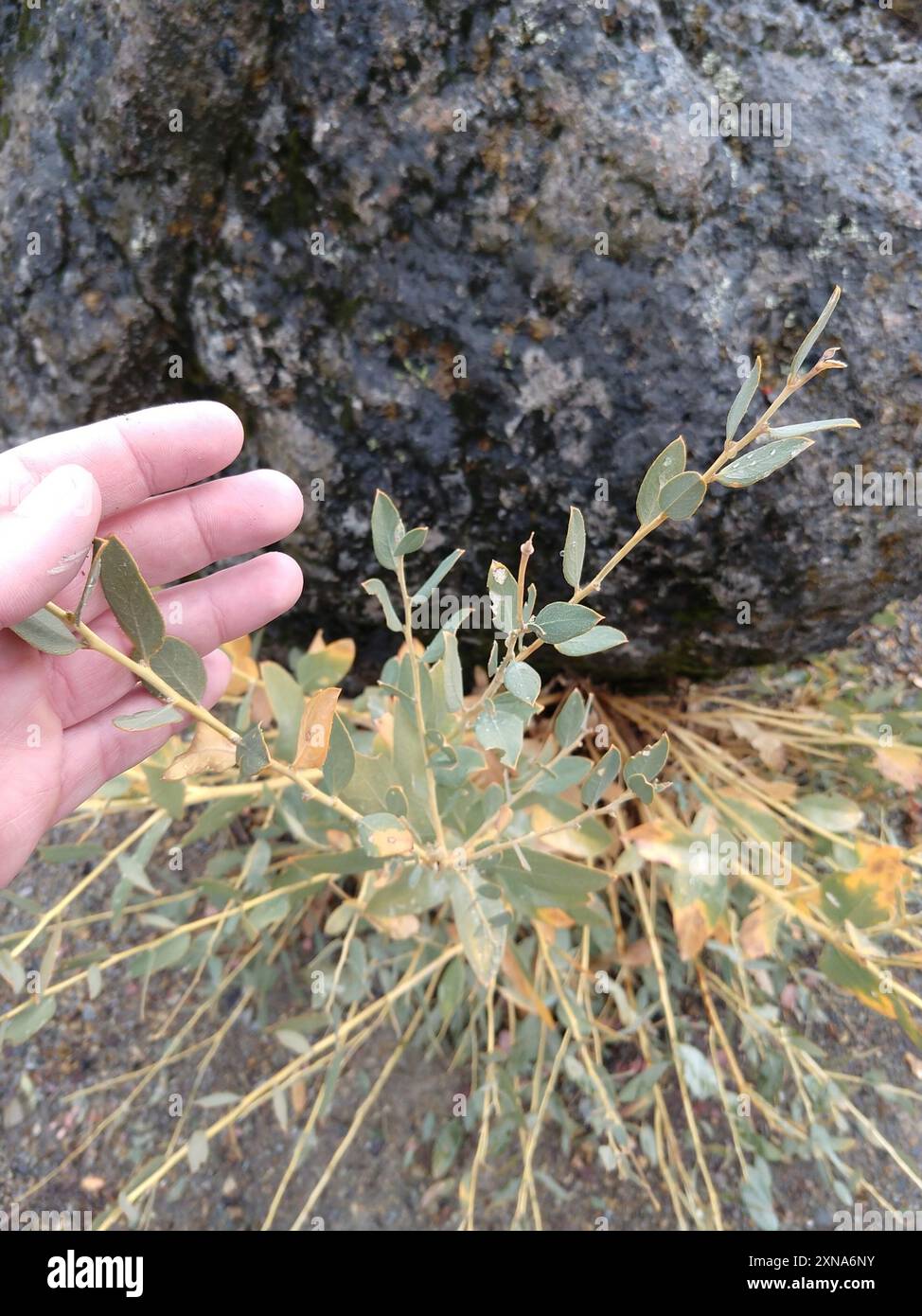 Bush Poppy (Dendromecon rigida) Plantae Stock Photo - Alamy