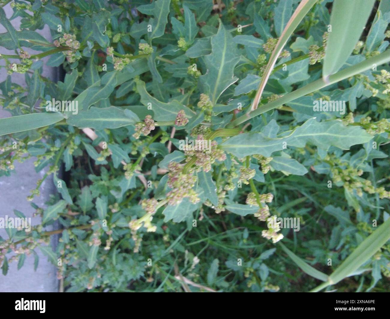 oak-leaved goosefoot (Oxybasis glauca) Plantae Stock Photo - Alamy