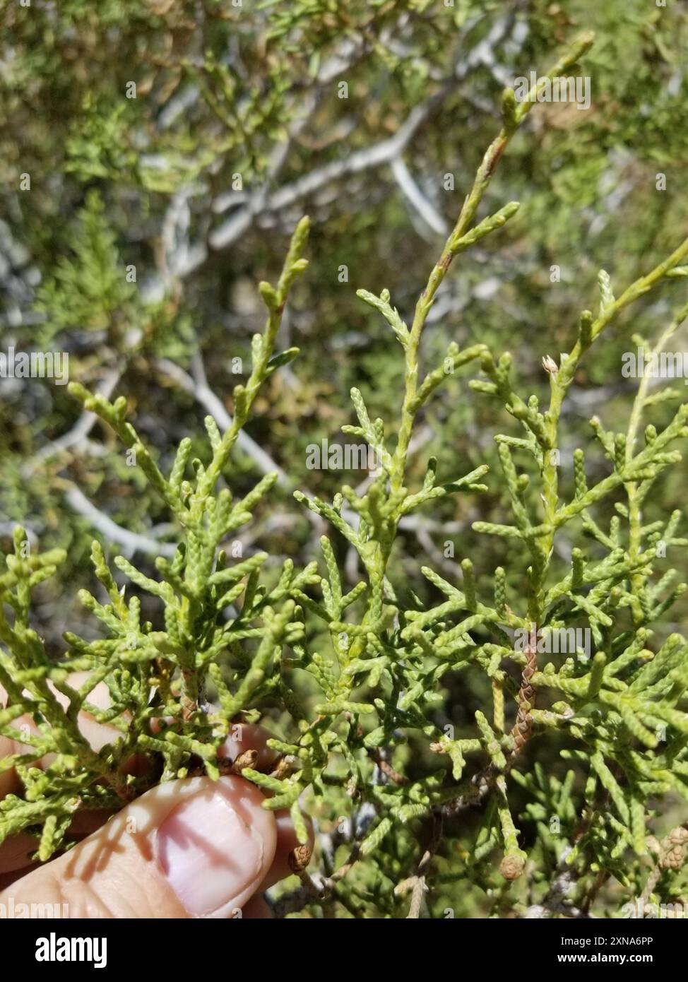 California juniper (Juniperus californica) Plantae Stock Photo - Alamy