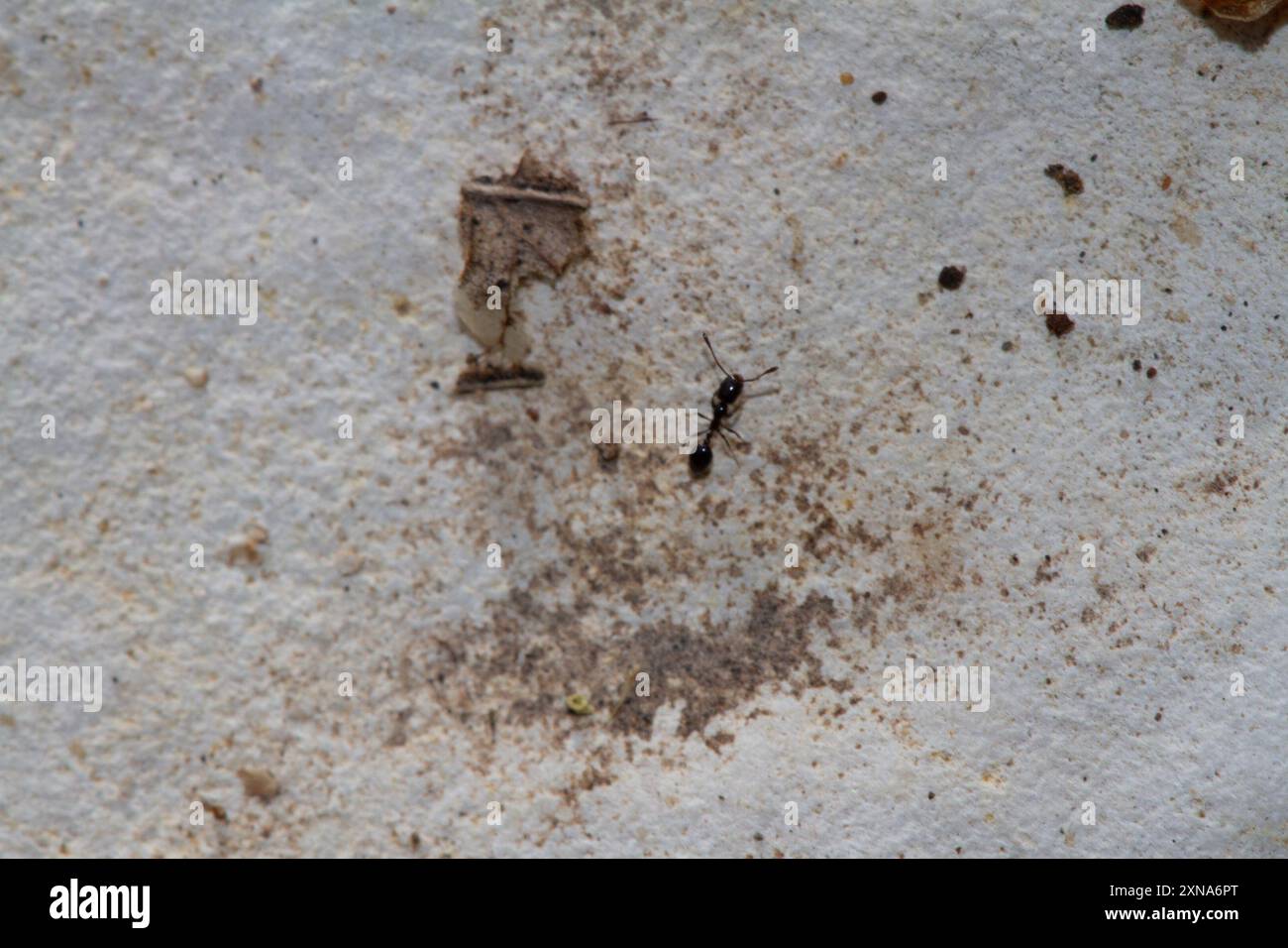 Common Trailing Ant (Monomorium minimum) Insecta Stock Photo - Alamy