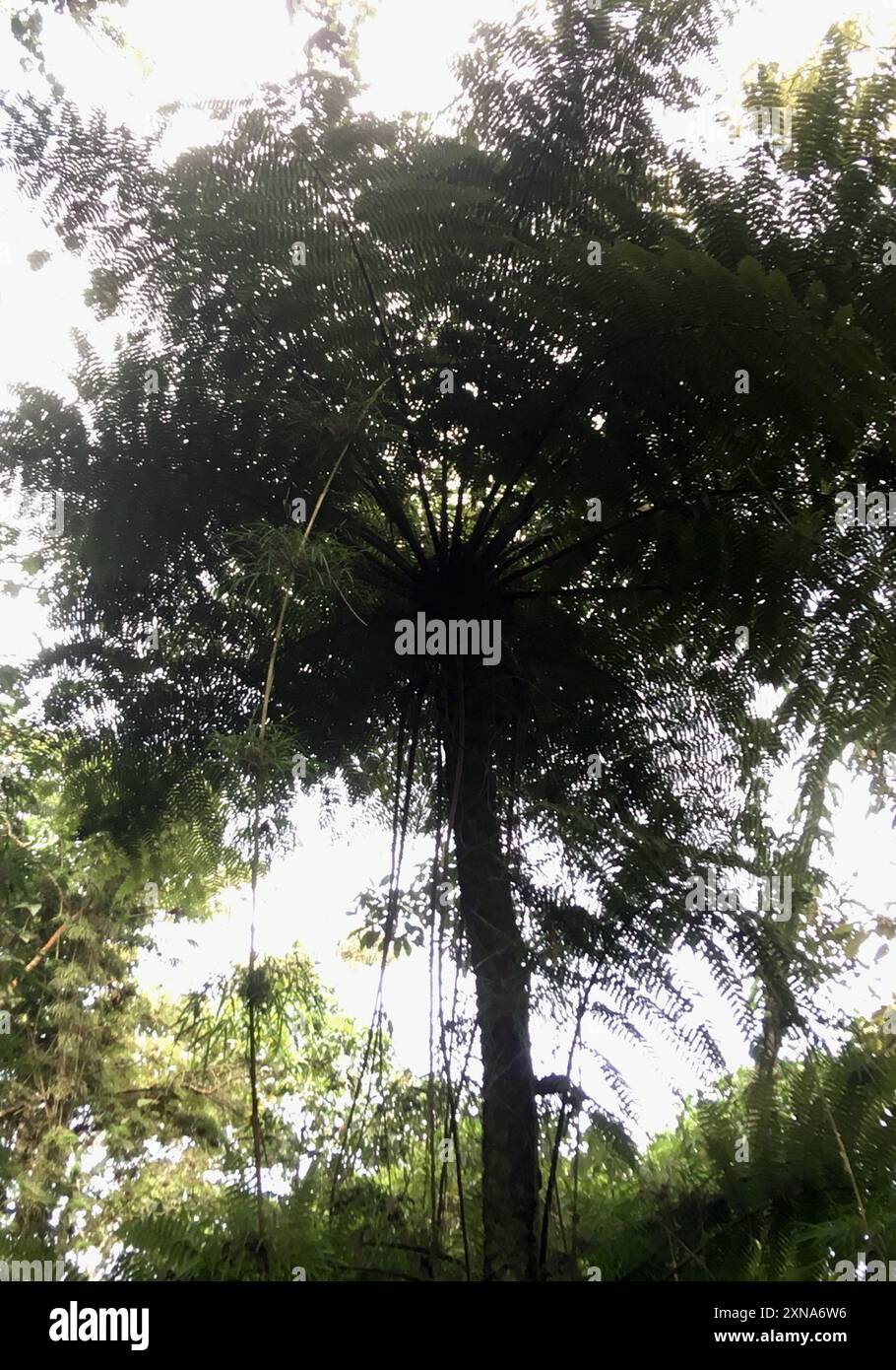 scaly tree ferns (Cyathea) Plantae Stock Photo - Alamy