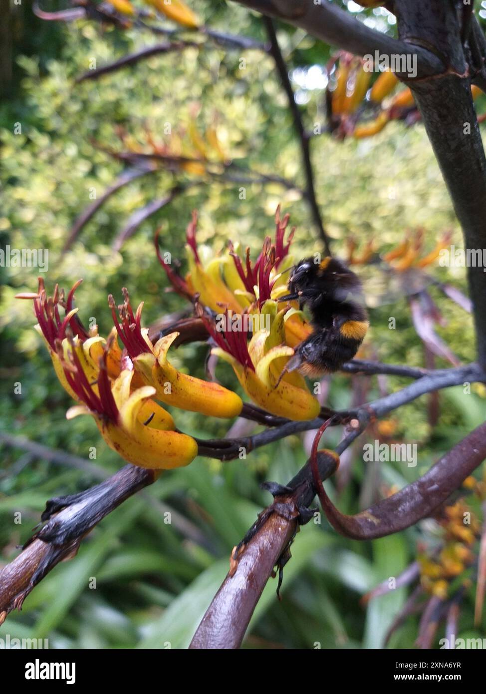Mountain flax (Phormium cookianum) Plantae Stock Photo - Alamy