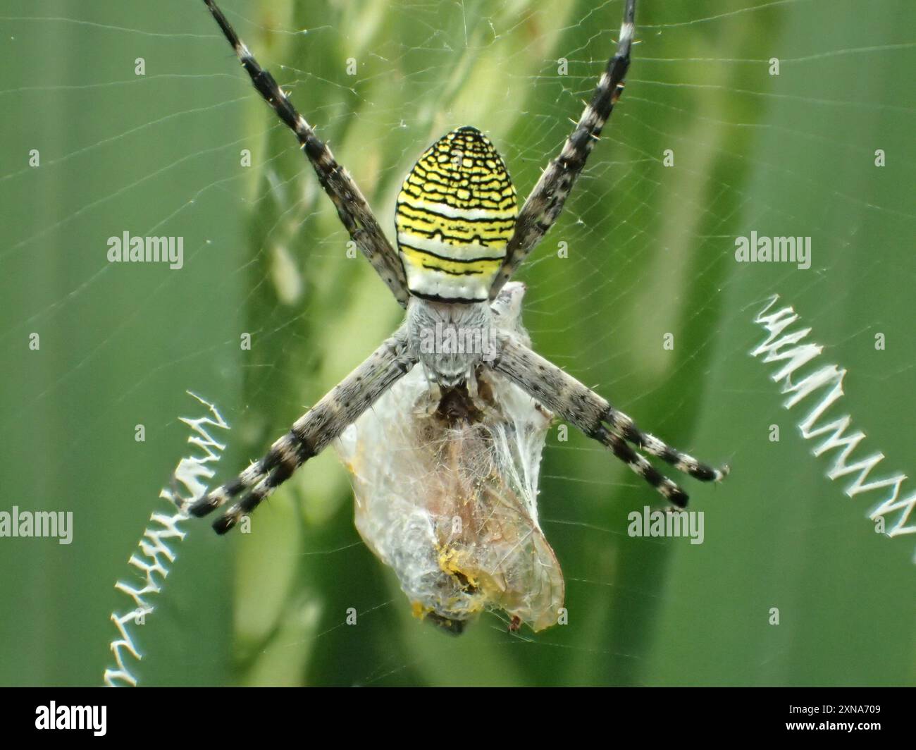 Oval Saint Andrew's Cross Spider (Argiope aemula) Arachnida Stock Photo ...