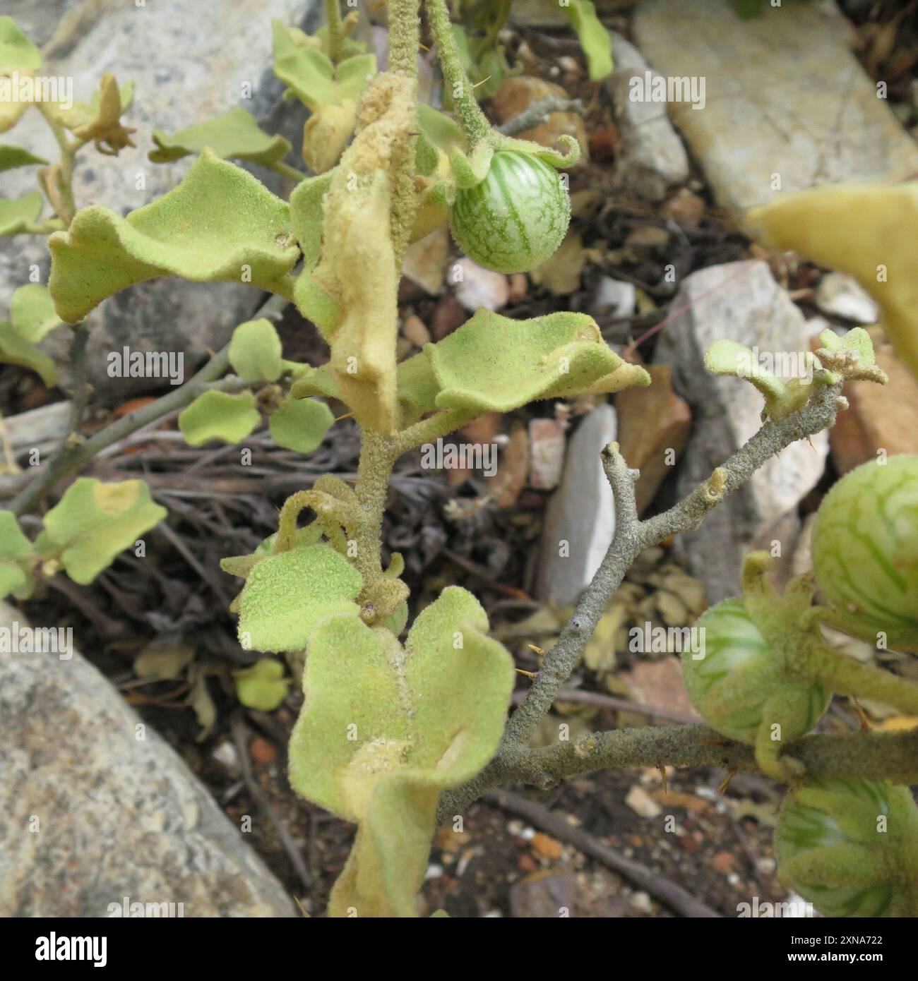Common Snake-apple (Solanum tomentosum) Plantae Stock Photo - Alamy
