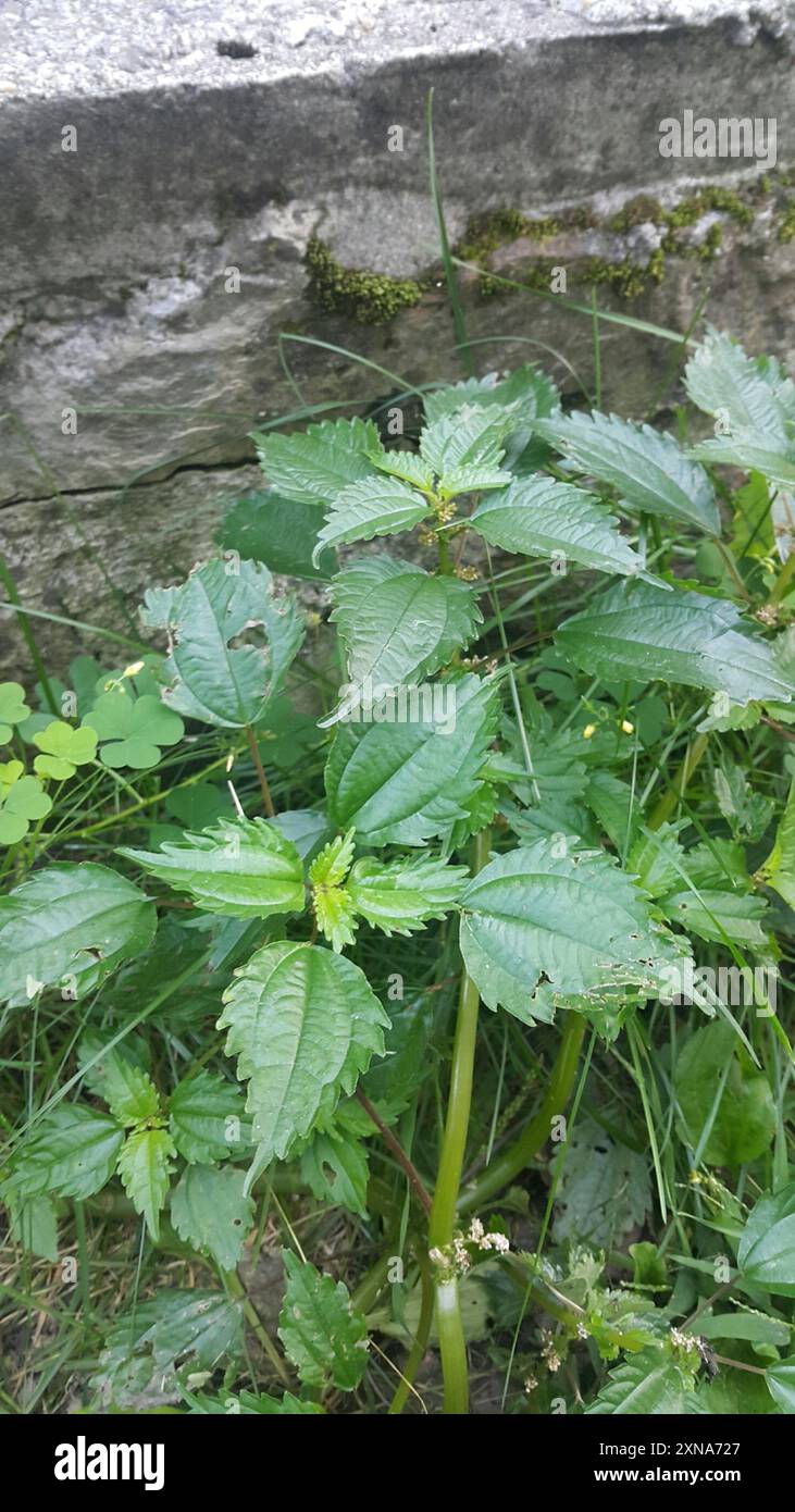 Canada clearweed (Pilea pumila) Plantae Stock Photo - Alamy