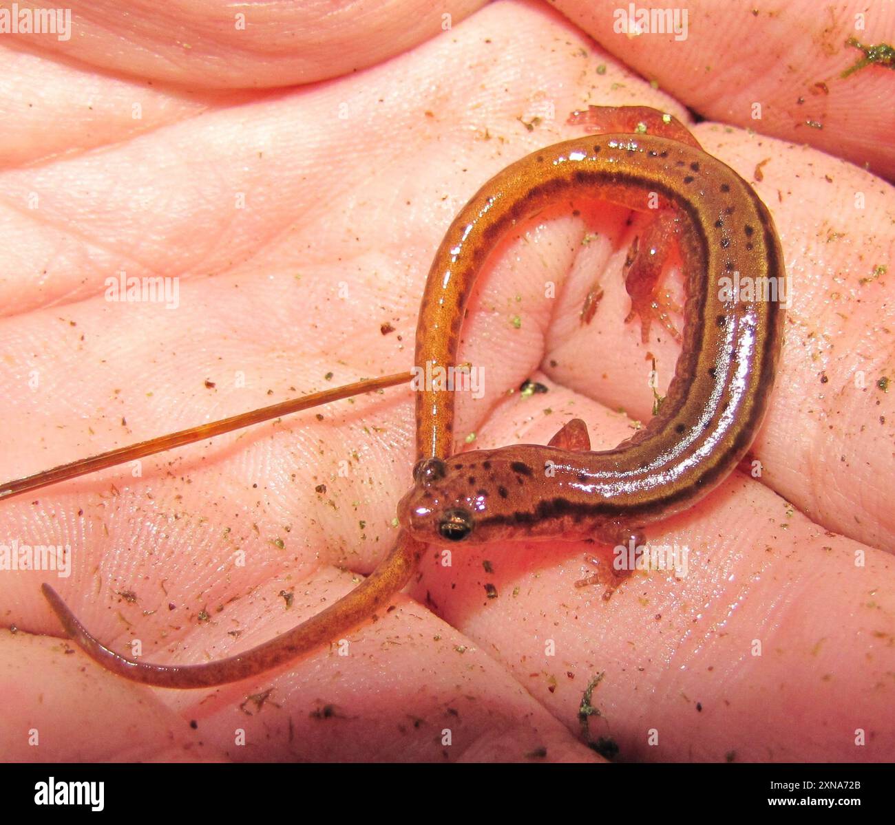 Blue Ridge Two-lined Salamander (Eurycea wilderae) Amphibia Stock Photo ...