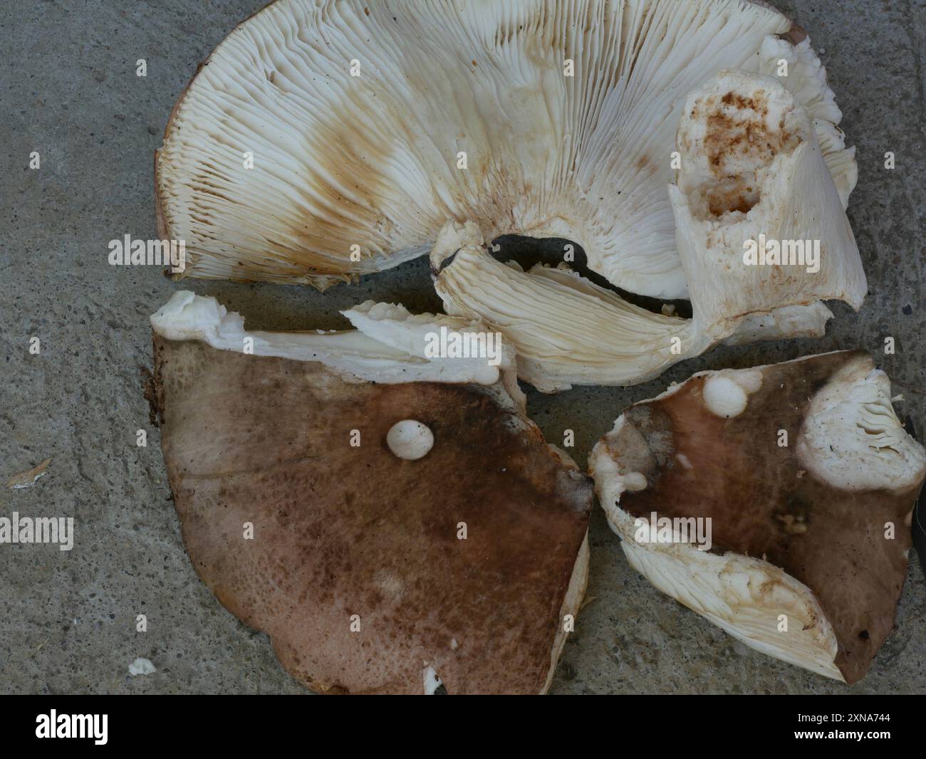 Blue-green Cracking Russula (Russula parvovirescens) Fungi Stock Photo ...