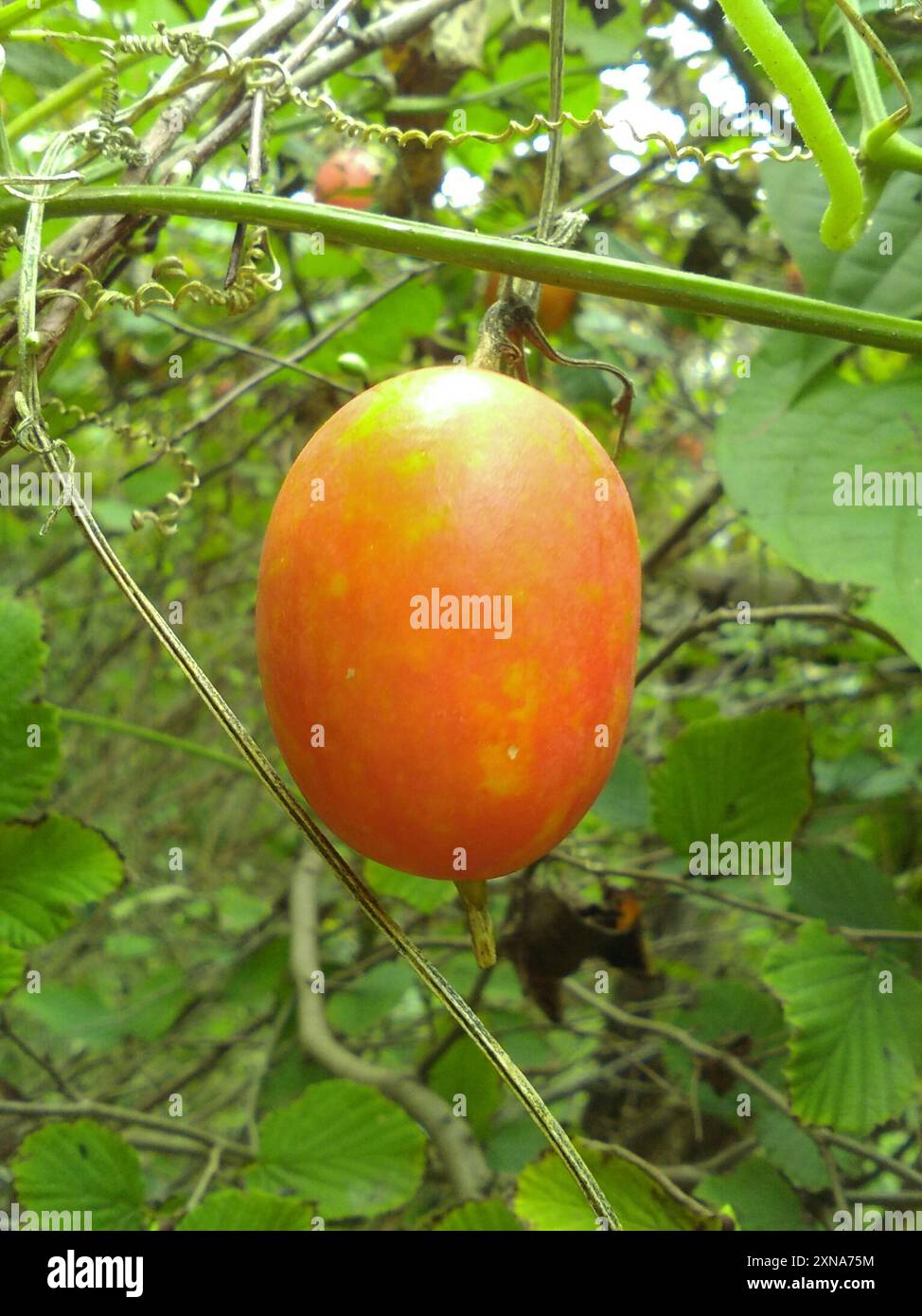 Japanese snake gourd (Trichosanthes cucumeroides) Plantae Stock Photo ...