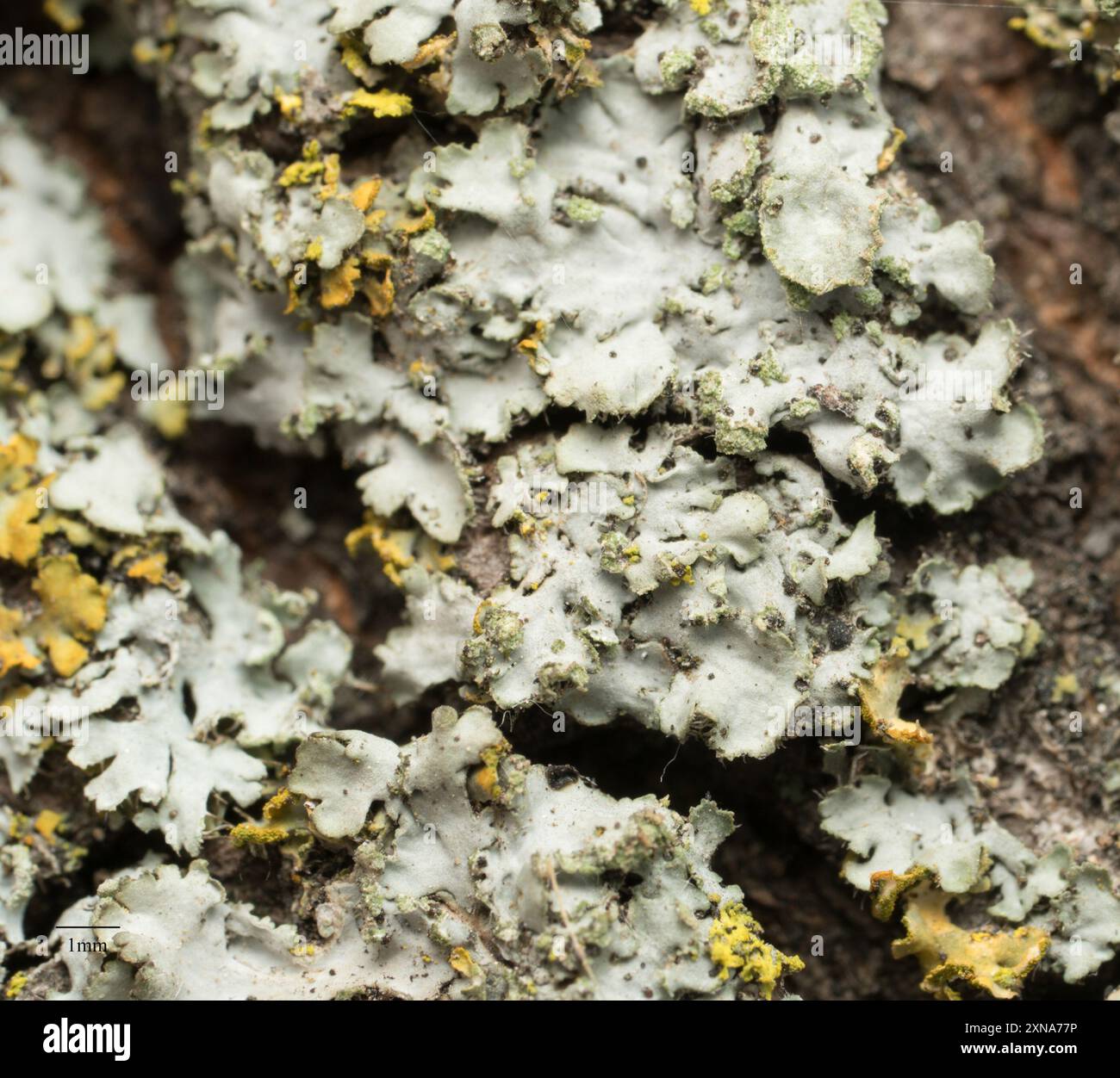 Hairy Shadow Lichen (Phaeophyscia hirsuta) Fungi Stock Photo - Alamy