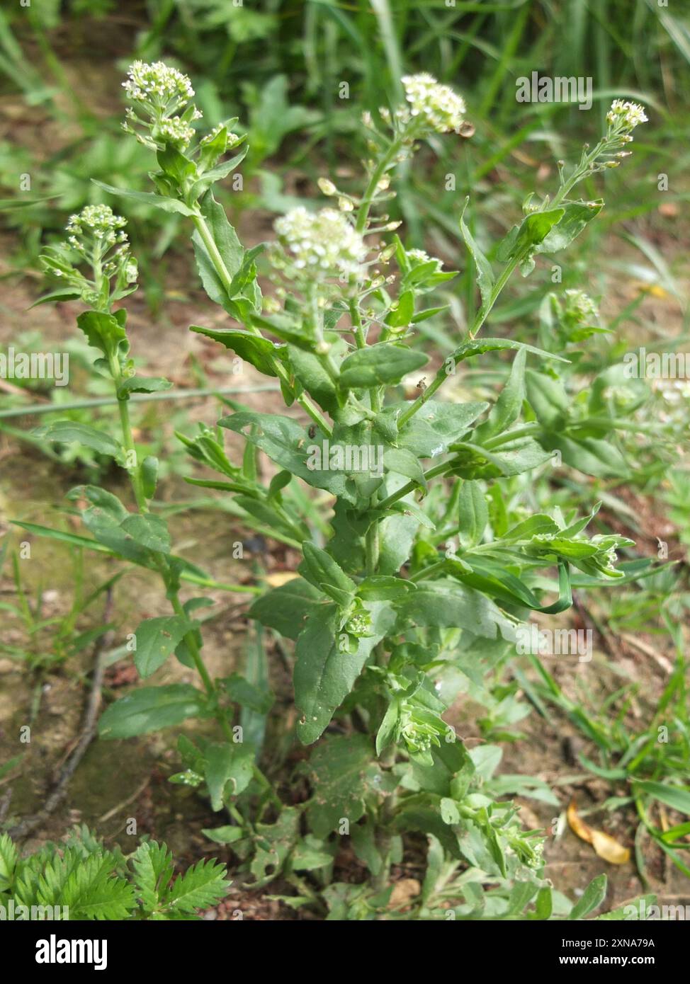 field peppergrass (Lepidium campestre) Plantae Stock Photo - Alamy