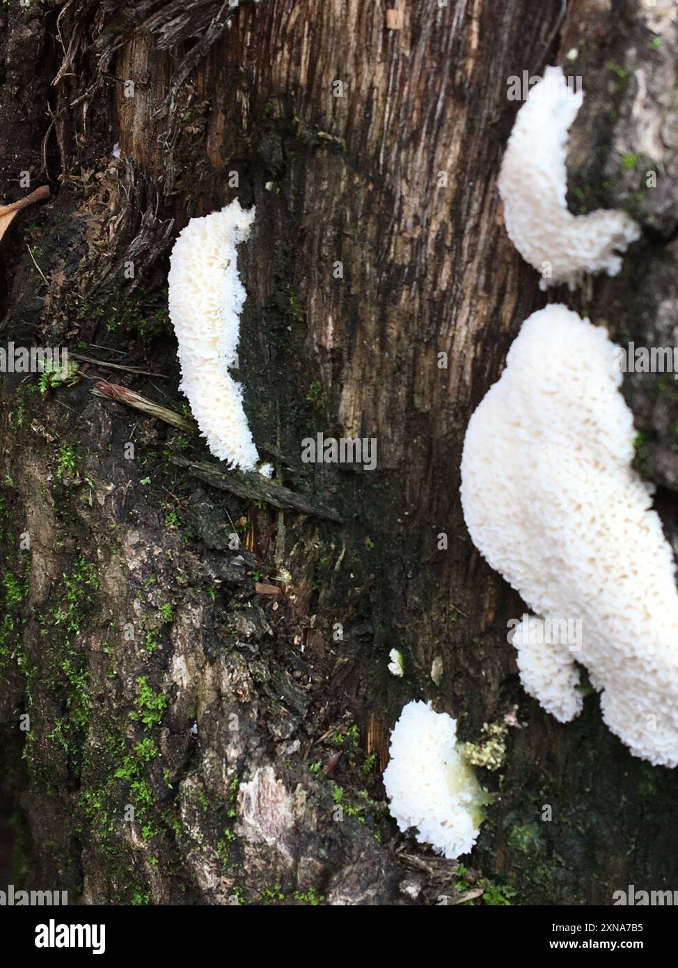 true slime molds (Myxomycetes) Protozoa Stock Photo - Alamy