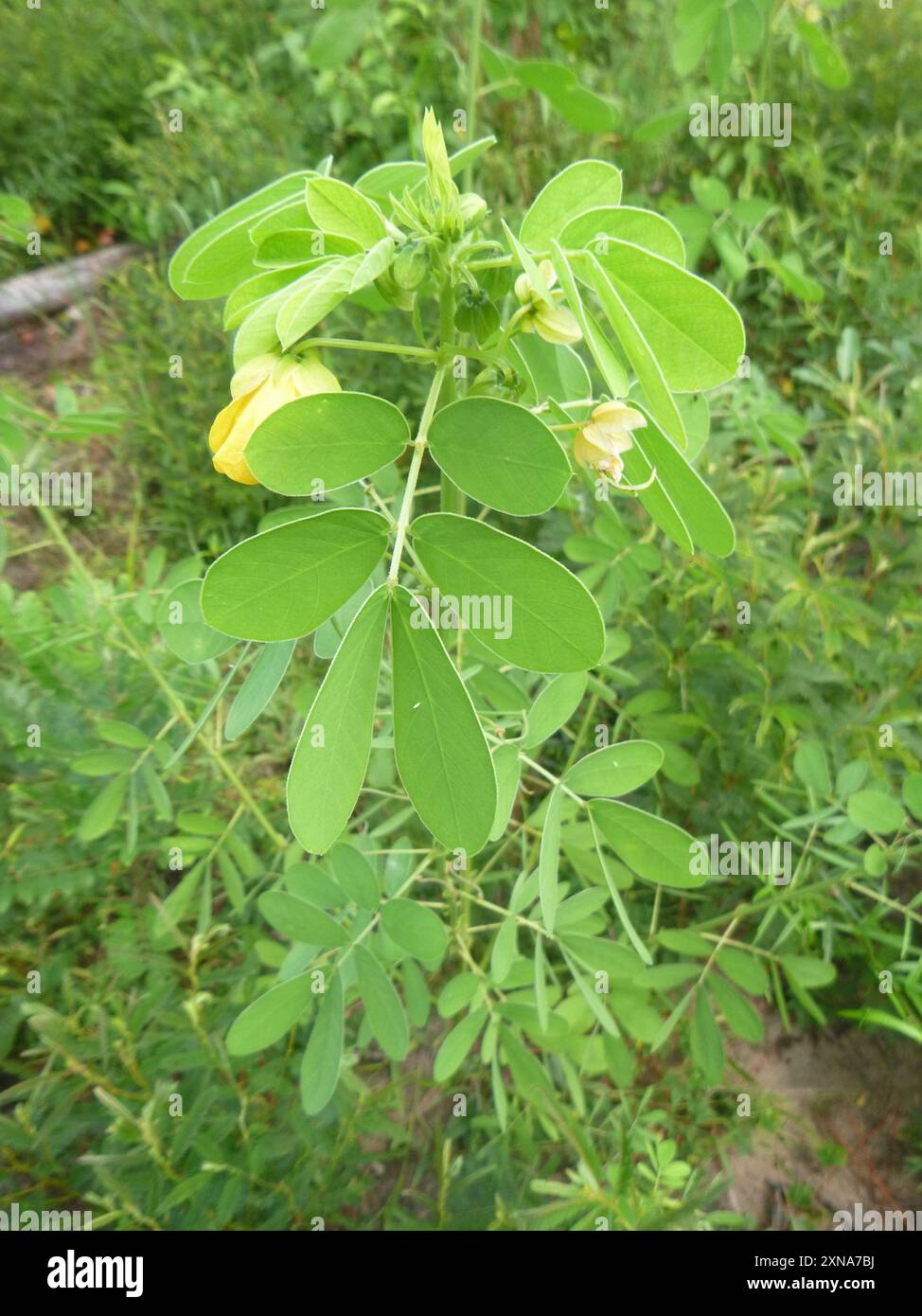 American Sicklepod (Senna obtusifolia) Plantae Stock Photo - Alamy