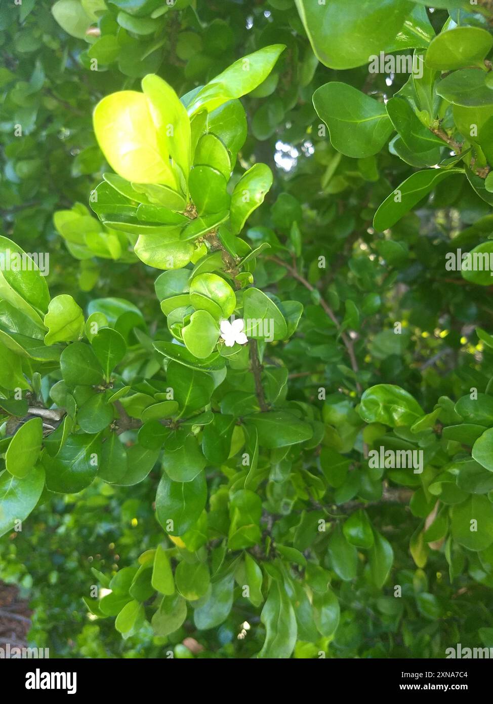 White Indigoberry (Randia aculeata) Plantae Stock Photo - Alamy
