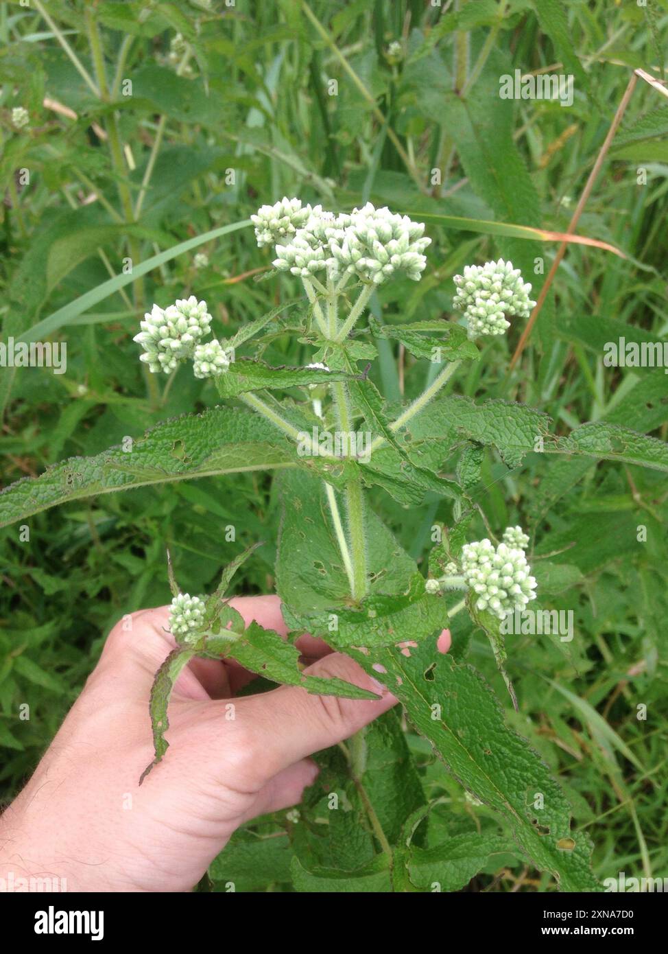 common boneset (Eupatorium perfoliatum) Plantae Stock Photo - Alamy