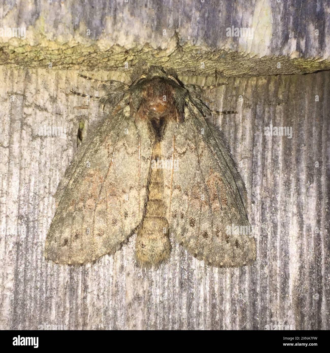 Wavy-lined Heterocampa Moth (Cecrita biundata) Insecta Stock Photo - Alamy
