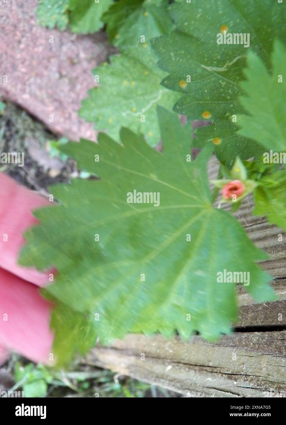 Modiola caroliniana hi-res stock photography and images - Alamy