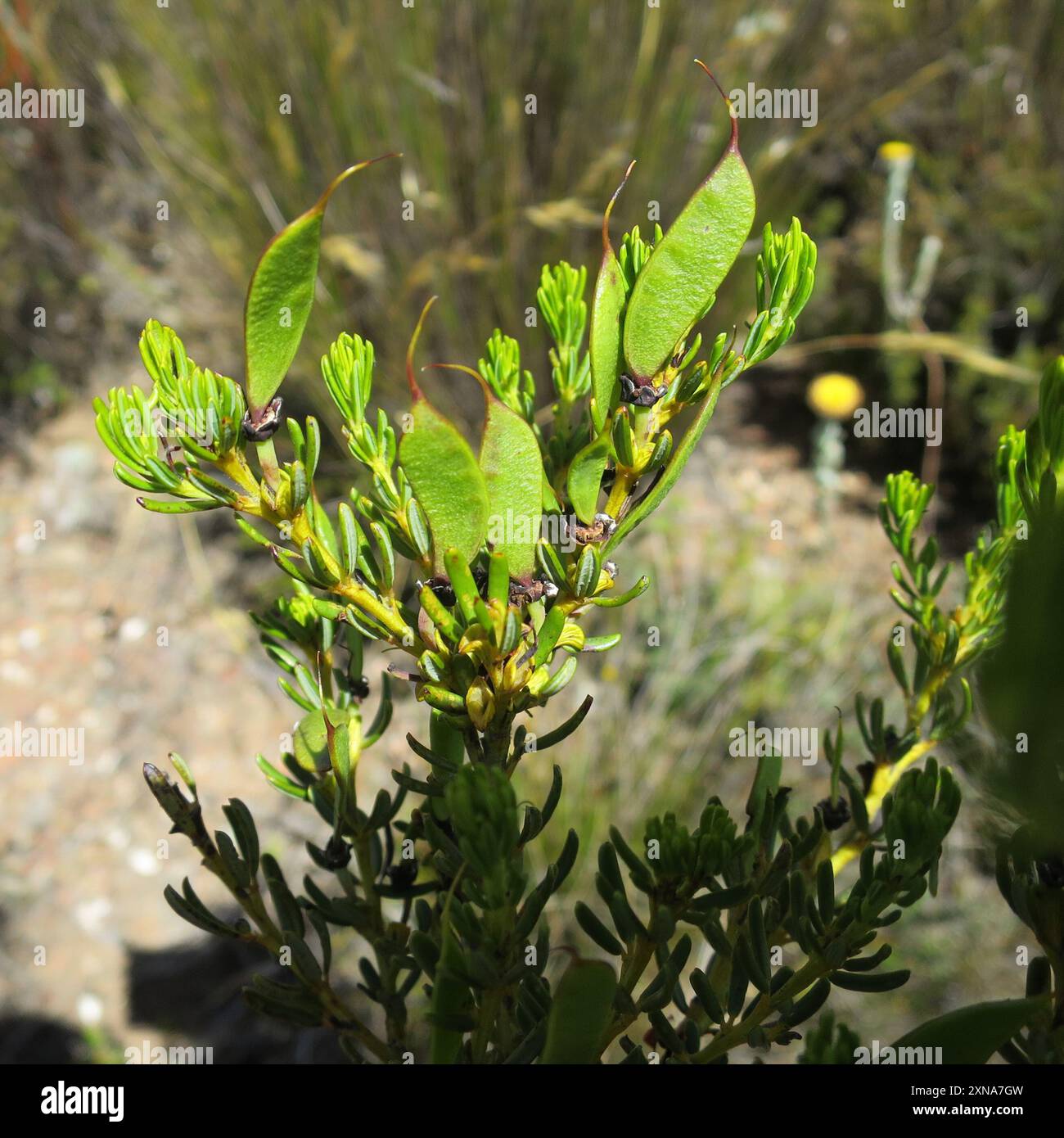 Shaleband Honeybush (Cyclopia plicata) Plantae Stock Photo - Alamy