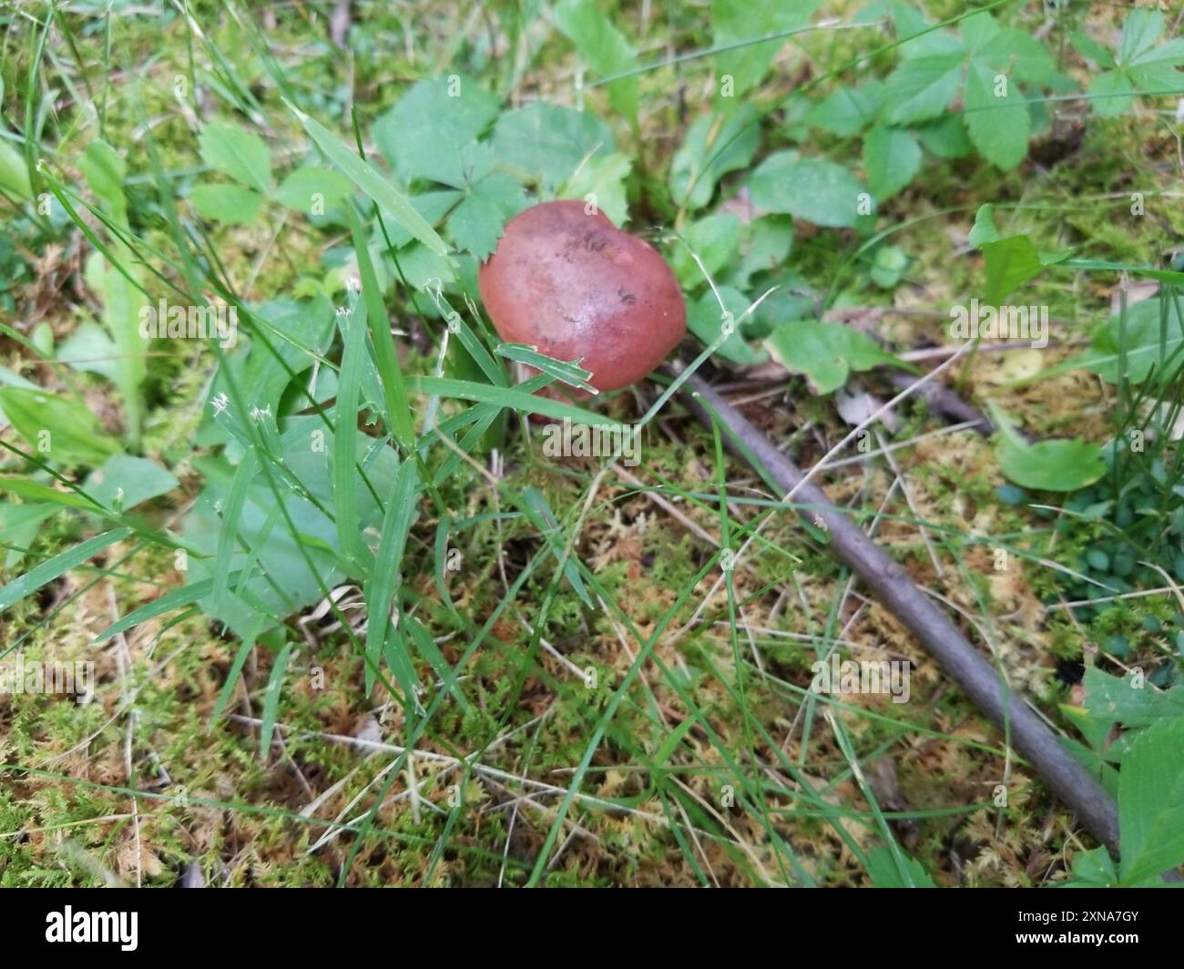 Red-mouth Bolete (Boletus subvelutipes) Fungi Stock Photo - Alamy