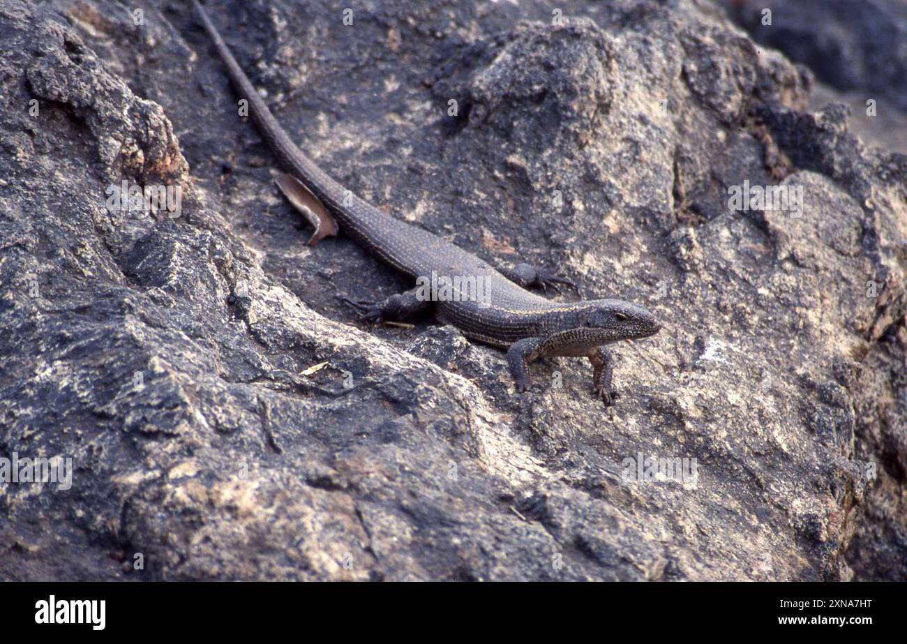 Matobosaurus hi-res stock photography and images - Alamy
