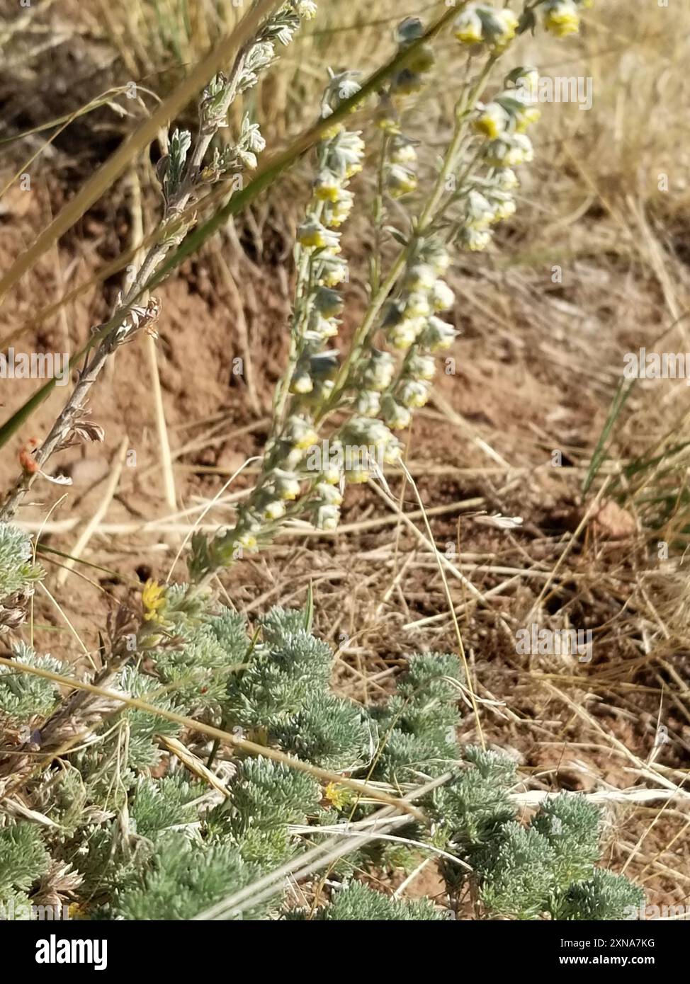 fringed sagebrush (Artemisia frigida) Plantae Stock Photo - Alamy