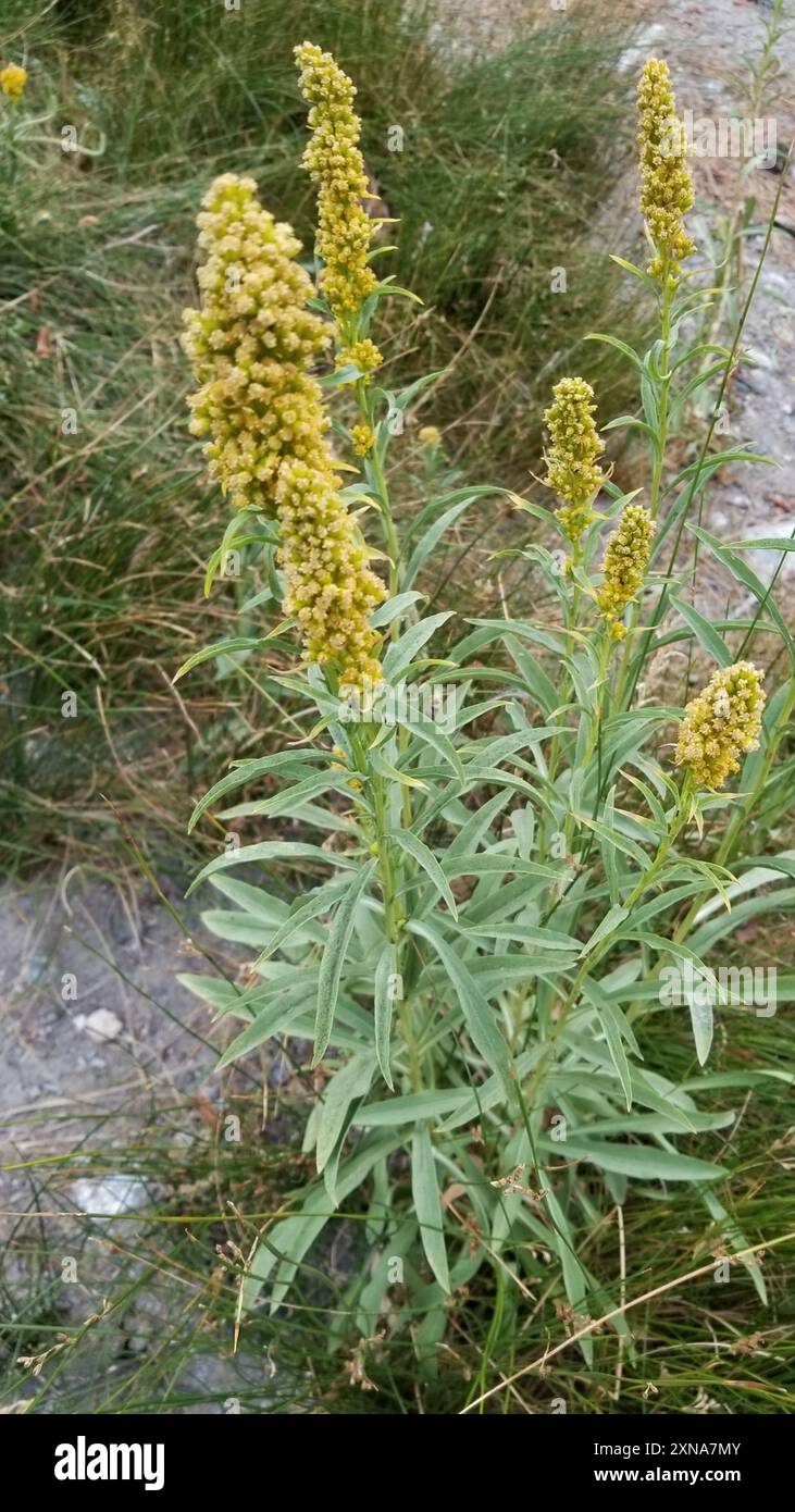 velvety goldenrod (Solidago velutina) Plantae Stock Photo - Alamy