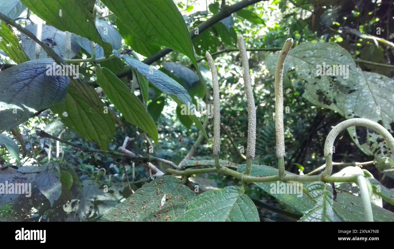 (Piper hispidum) Plantae Stock Photo - Alamy