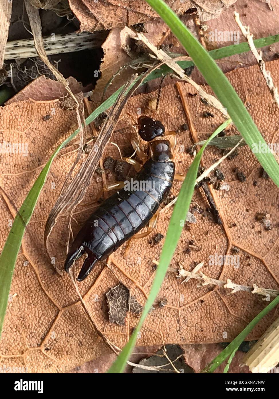 Euborellia annulipes hi-res stock photography and images - Alamy