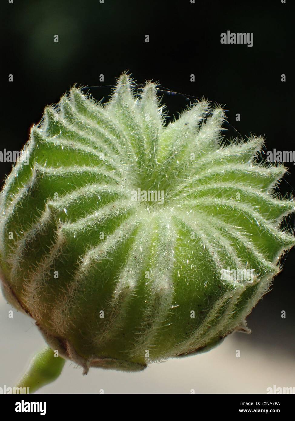 Indian Mallow (Abutilon indicum) Plantae Stock Photo - Alamy