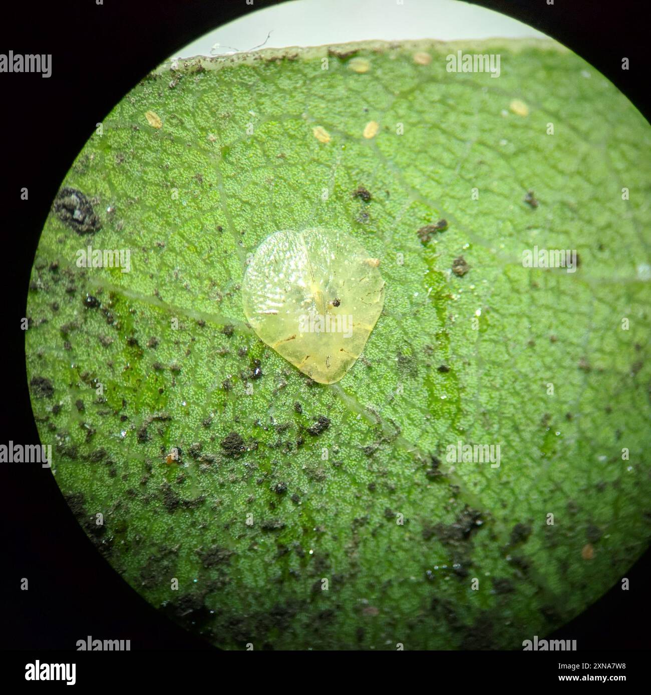 Pyriform Scale (Protopulvinaria pyriformis) Insecta Stock Photo - Alamy