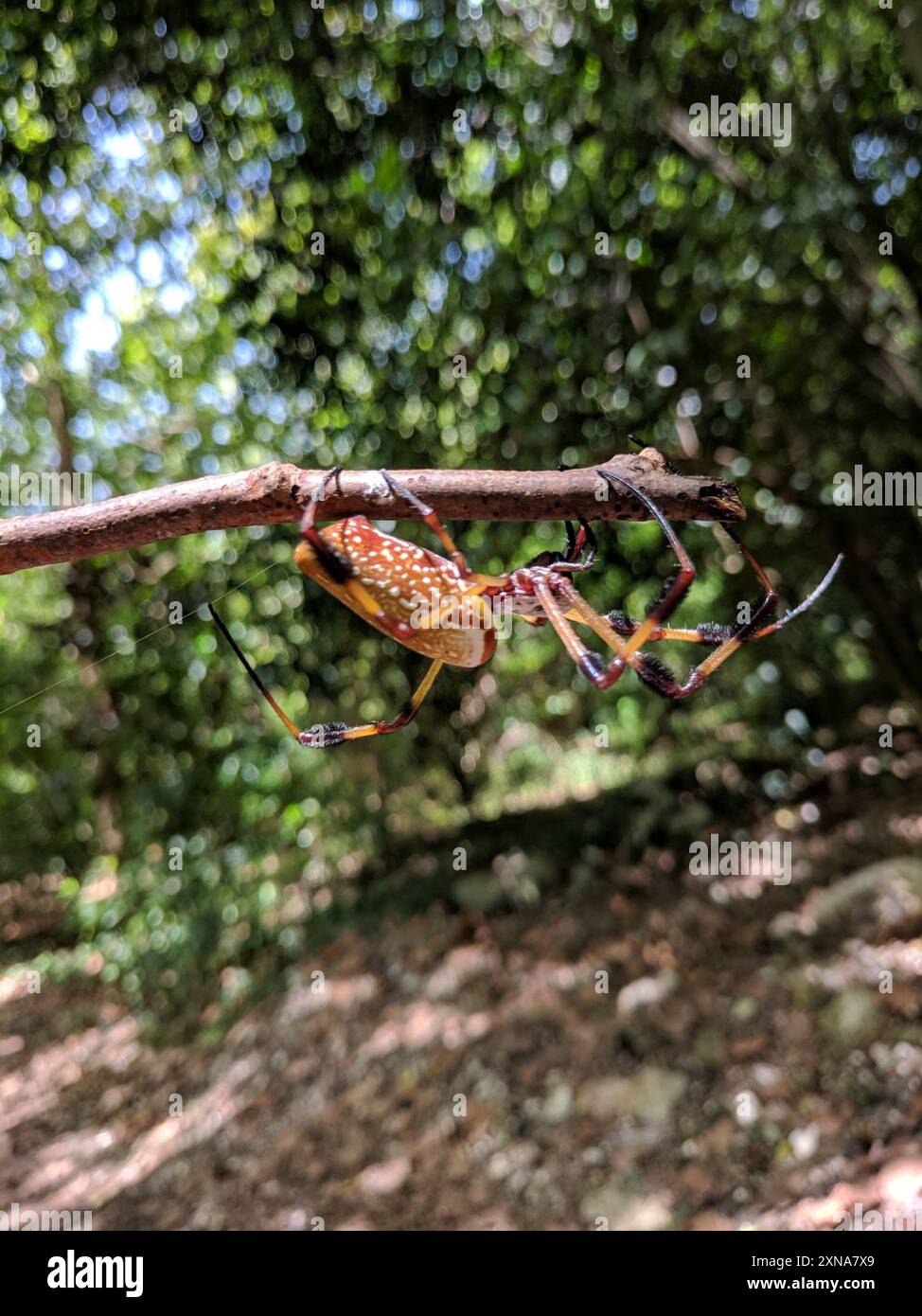 Golden Silk Spider (Trichonephila clavipes) Arachnida Stock Photo - Alamy