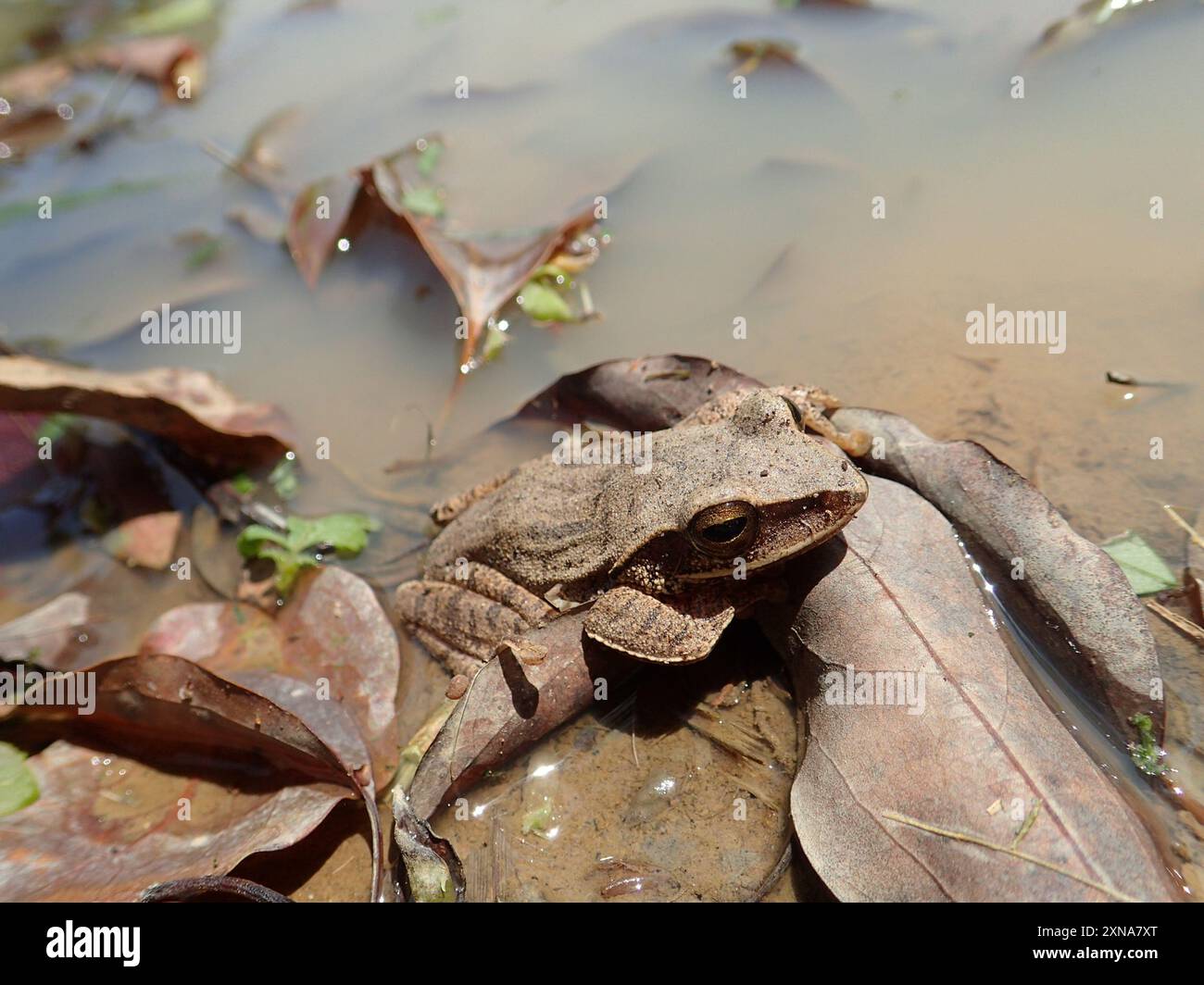 Spot-legged Tree Frog (Polypedates megacephalus) Amphibia Stock Photo ...
