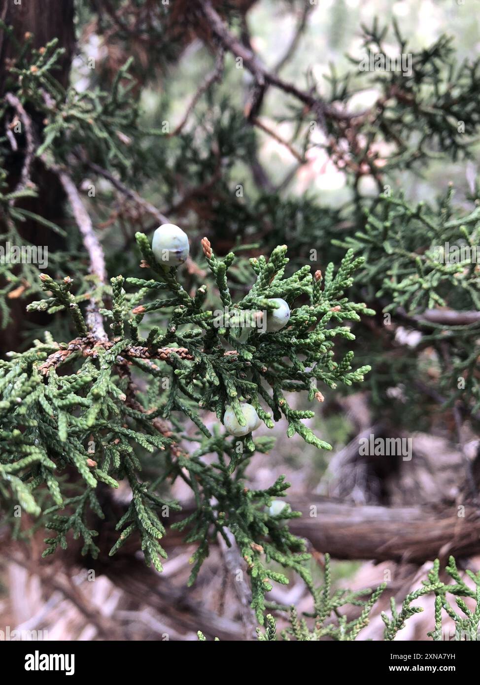One-seed Juniper (Juniperus monosperma) Plantae Stock Photo - Alamy
