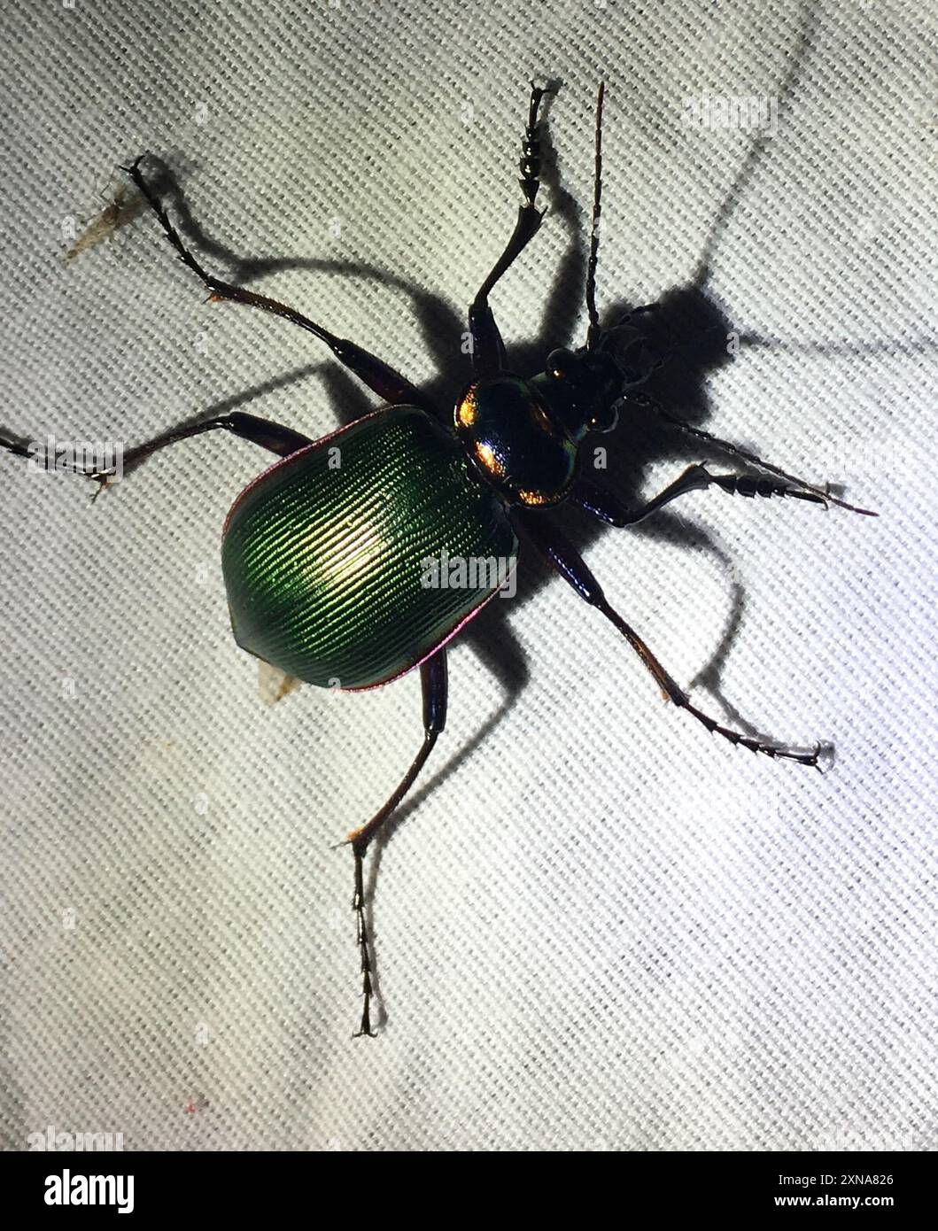 Fiery Searcher (Calosoma scrutator) Insecta Stock Photo - Alamy