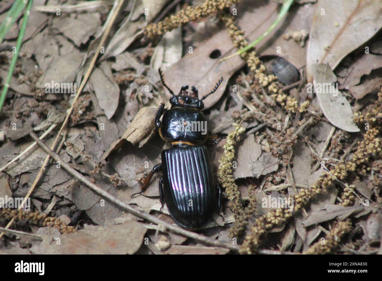 Horned Passalus Beetle (Odontotaenius disjunctus) Insecta Stock Photo ...