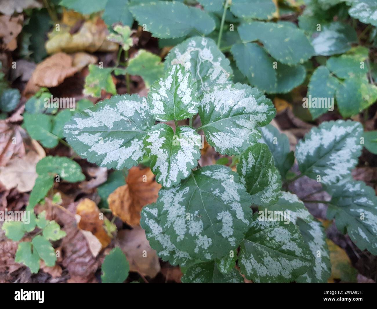 Variegated Yellow Archangel (Lamium galeobdolon argentatum) Plantae ...