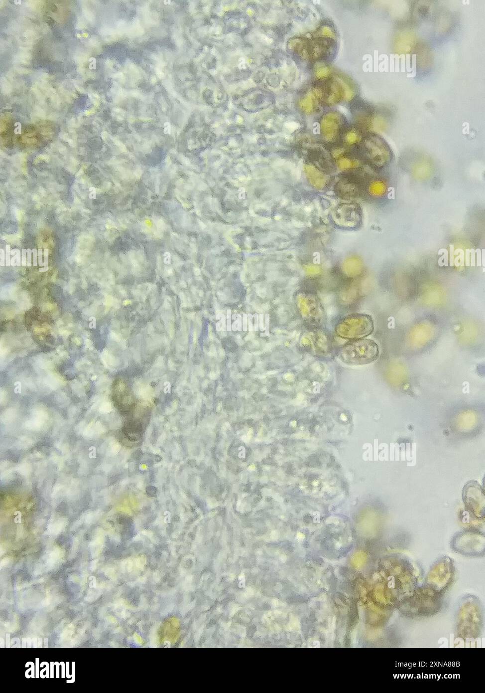 Bolbitius coprophilus hi-res stock photography and images - Alamy