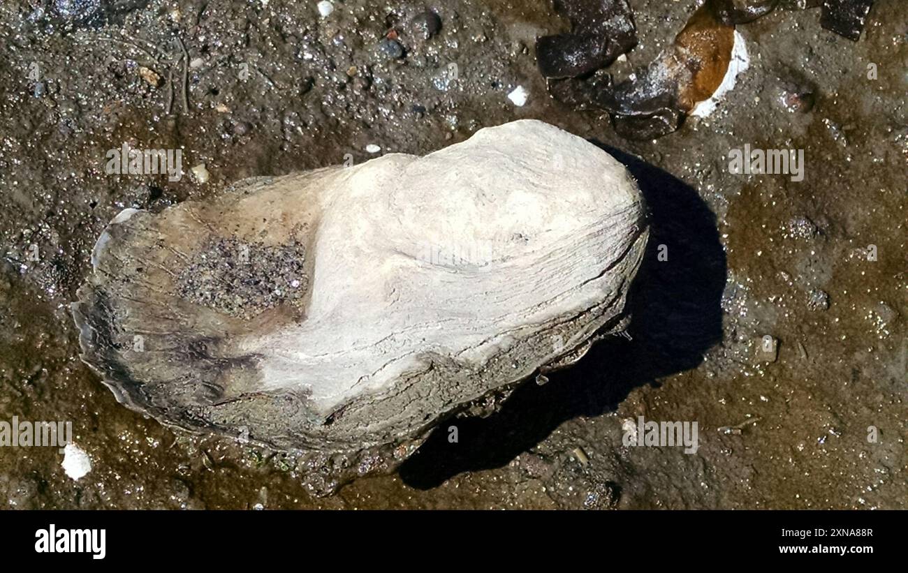 Eastern Oyster (Crassostrea virginica) Mollusca Stock Photo - Alamy