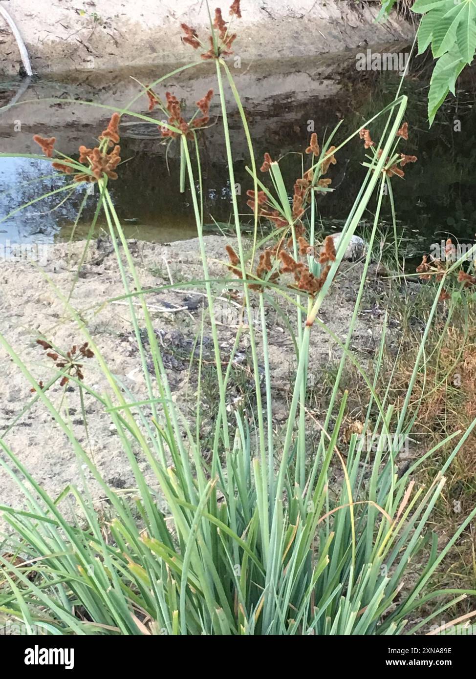 Swamp Flatsedge (Cyperus ligularis) Plantae Stock Photo - Alamy