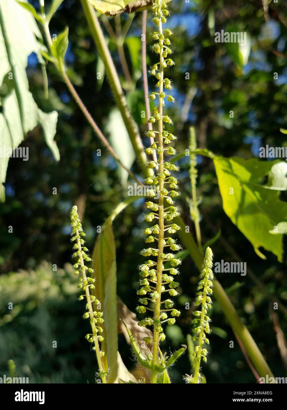 giant ragweed (Ambrosia trifida) Plantae Stock Photo - Alamy