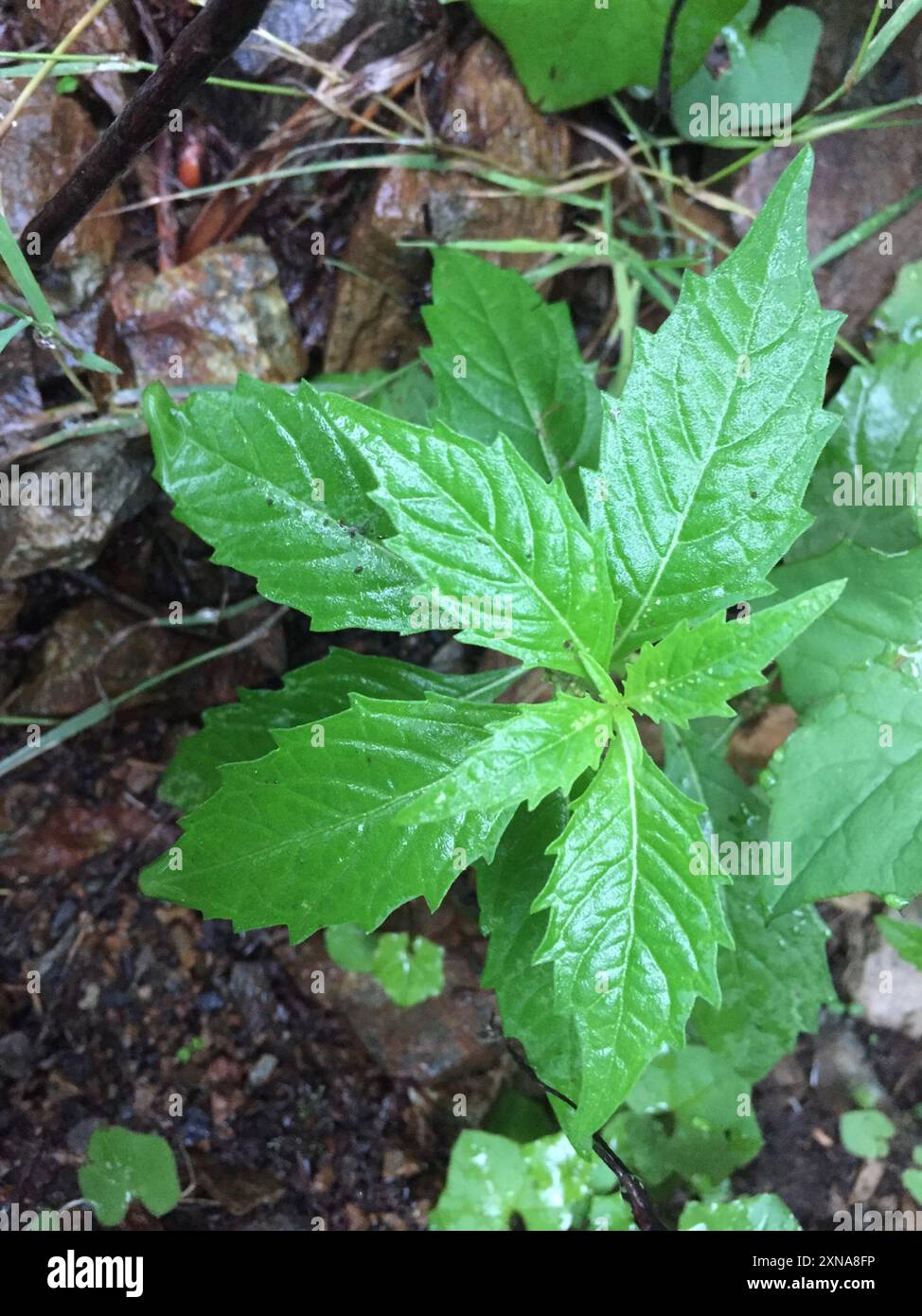 northern bugleweed (Lycopus uniflorus) Plantae Stock Photo - Alamy