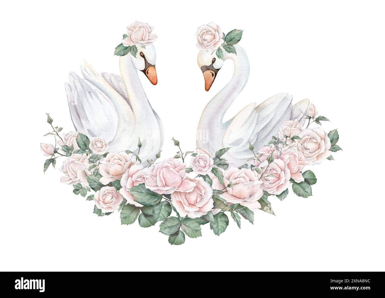 Watercolor hand painted illustration of couple of cute swans with ...