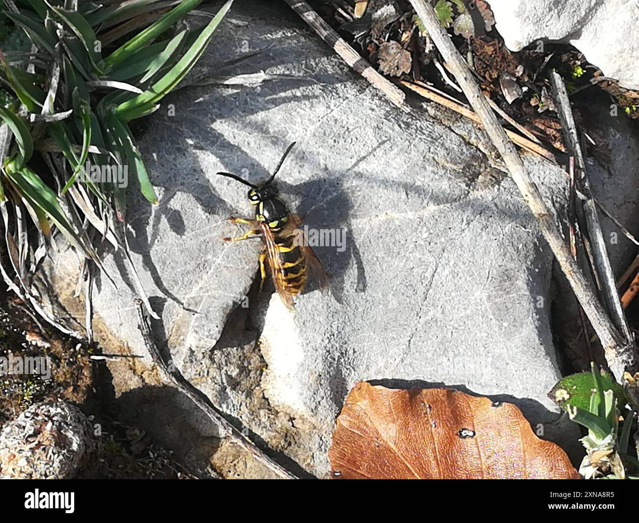 Common European Yellowjacket (Vespula vulgaris) Insecta Stock Photo - Alamy