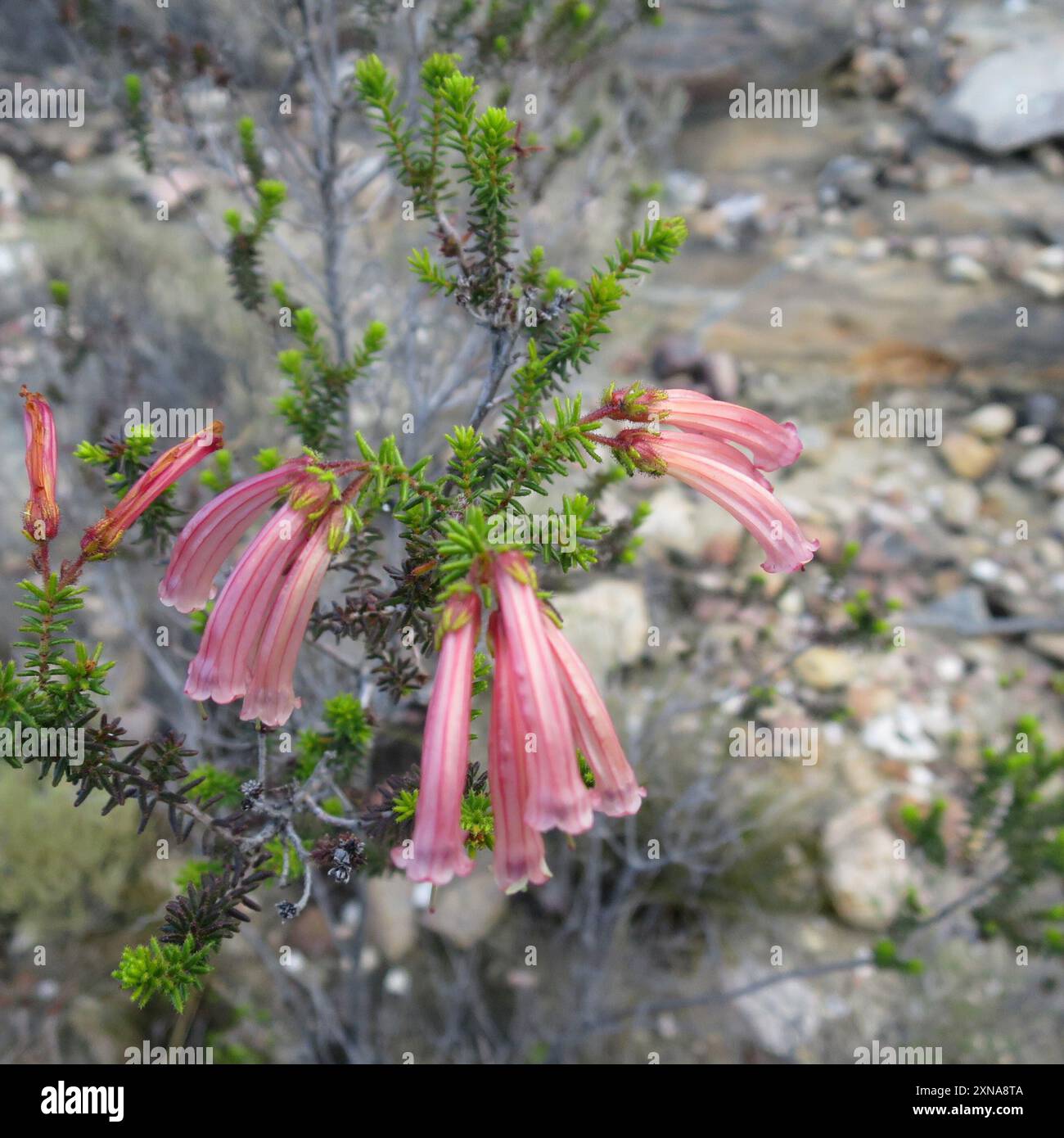 Common Glandular Heath (Erica glandulosa glandulosa) Plantae Stock ...