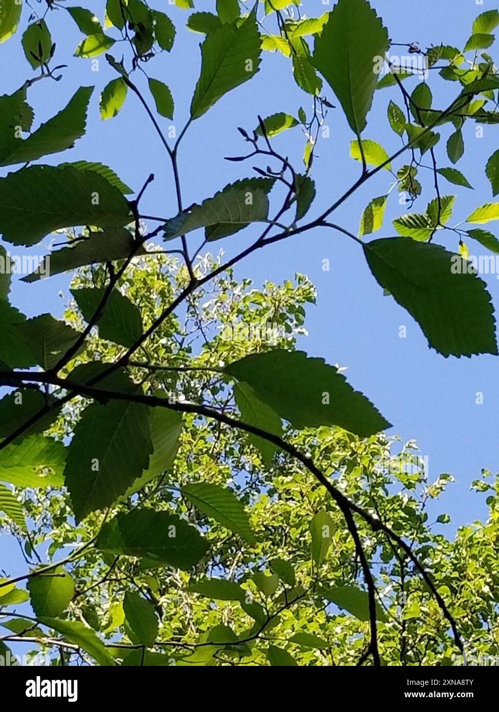Red Alder (Alnus rubra) Plantae Stock Photo - Alamy