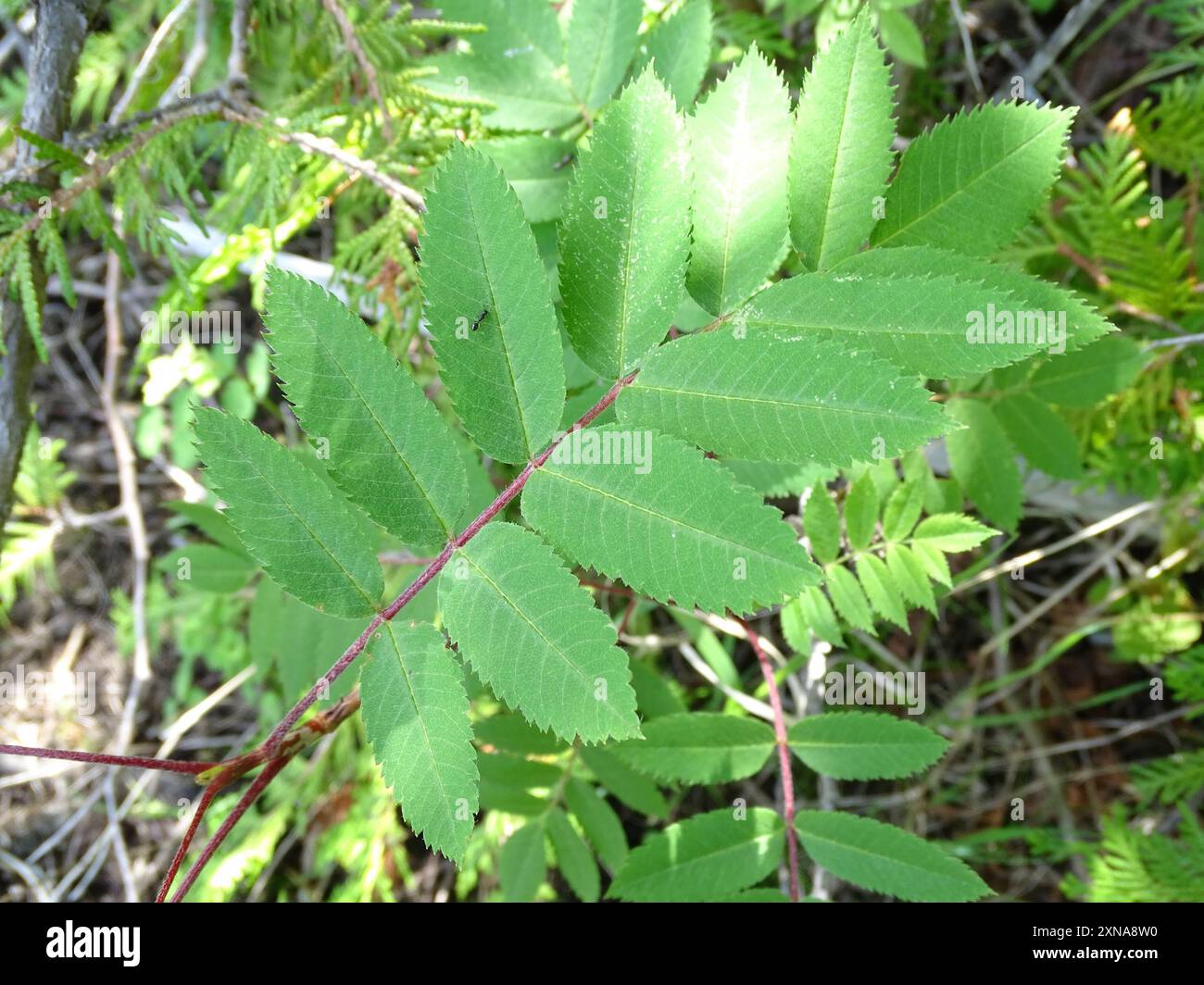 showy mountain-ash (Sorbus decora) Plantae Stock Photo - Alamy